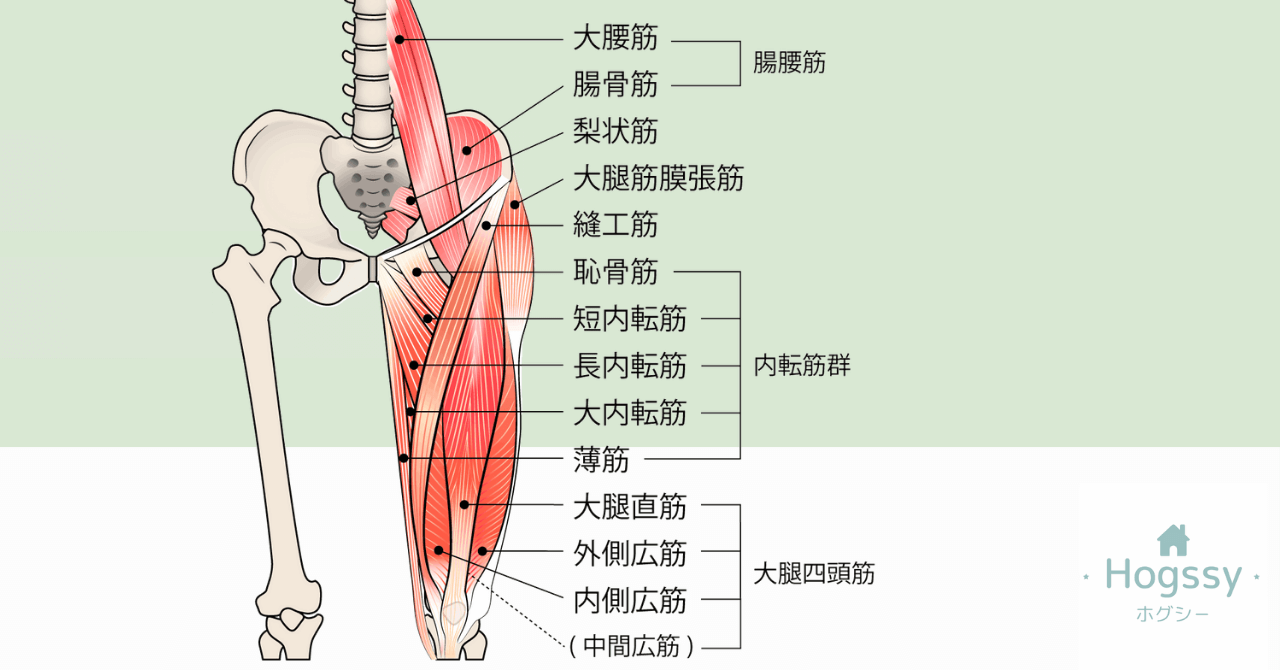 マッサージガンを使って股関節を柔らかくする方法・その効果とは？可動域と柔軟性 | Hogssy